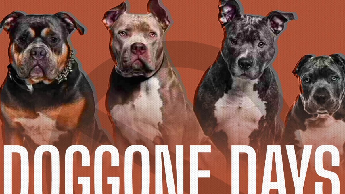 Centre Directs States To Ban 23 Breeds of Ferocious Dogs | In GFX
