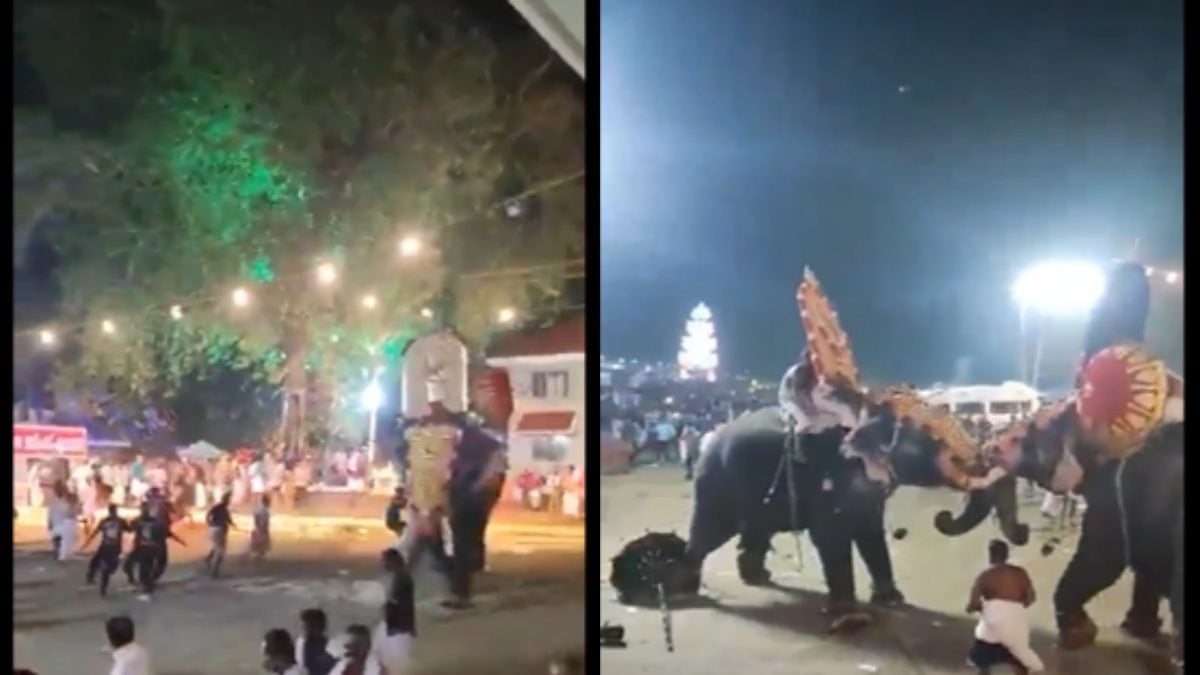 On Cam, Bejewelled Kerala Elephant Ran Amok on Seeing Fellow Tusker ...