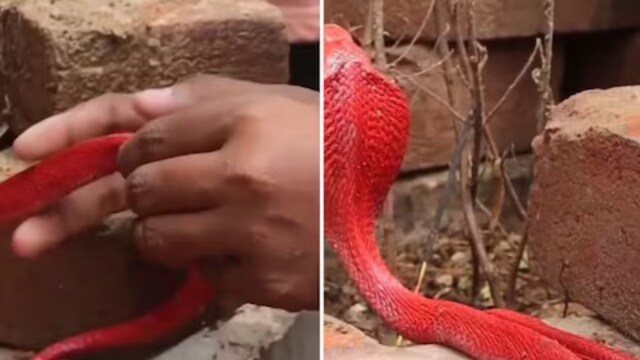 Video Of This Red-spitting Cobra Viral; Internet Debates If It's Fake ...
