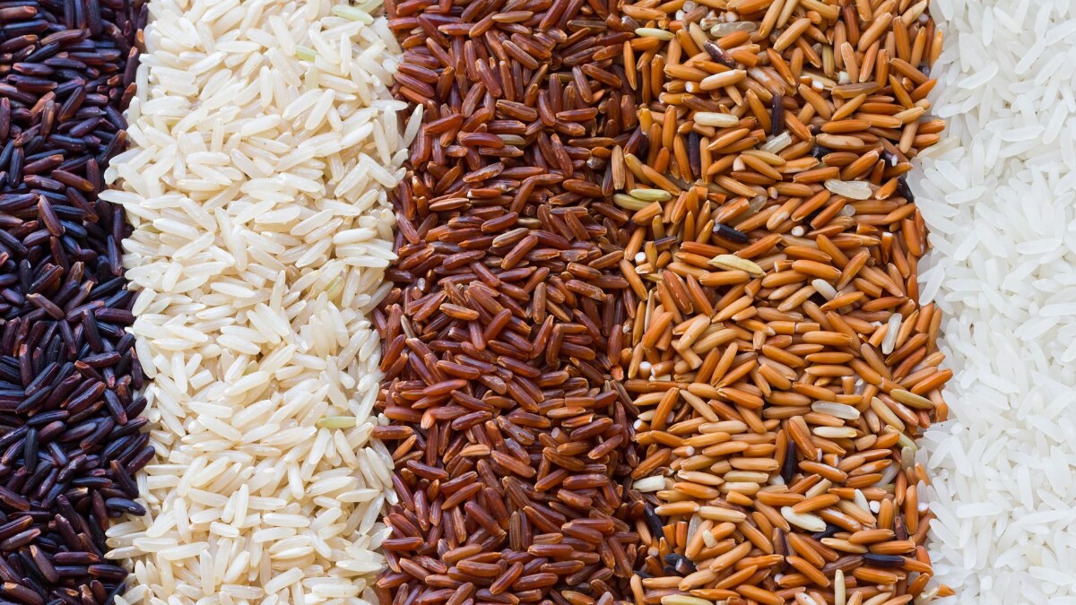 White vs Brown vs Red vs Black Rice: What's Better For Your Health - News18