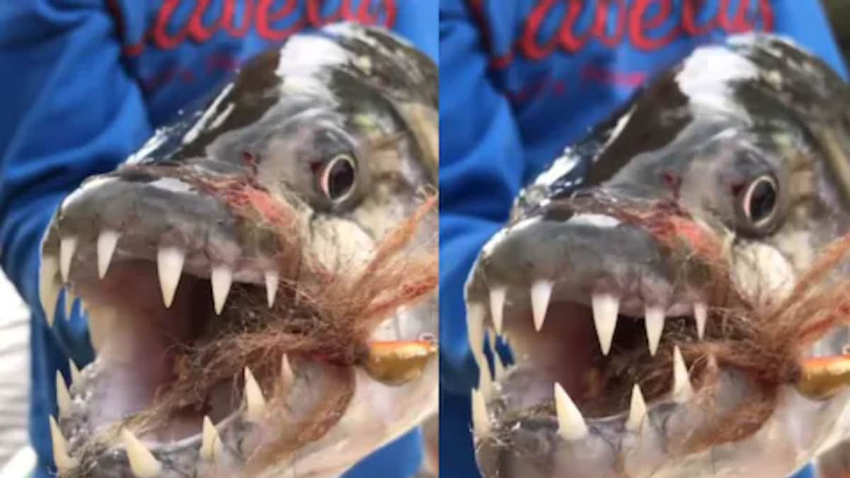 Not Piranha Or Shark, But This Fish Can Chew Crocodile Bones In 30 ...