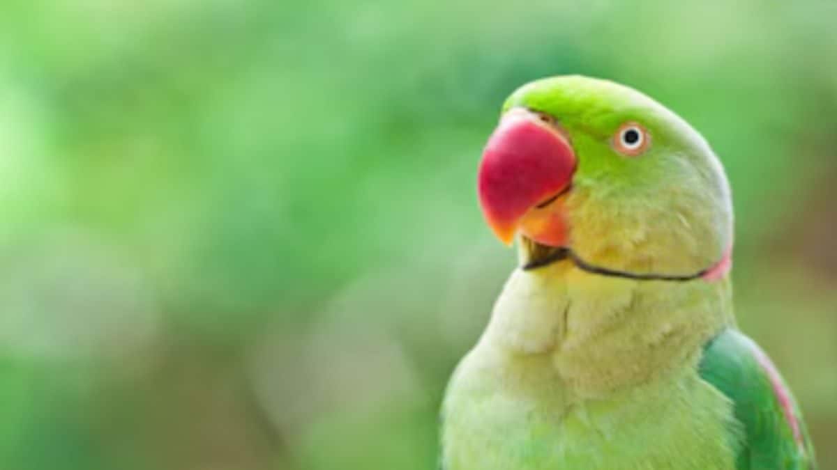 Keeping Parrots At Home Auspicious Or Not? Know From Vastu Expert ...