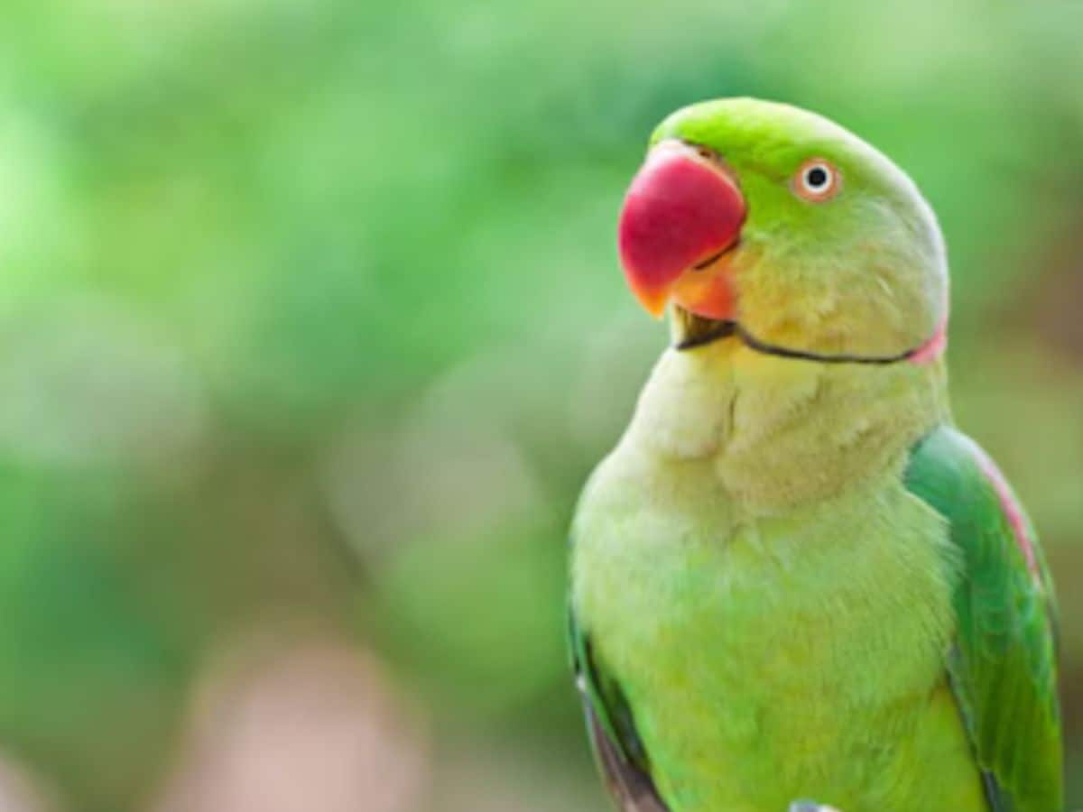 Pet parrot store