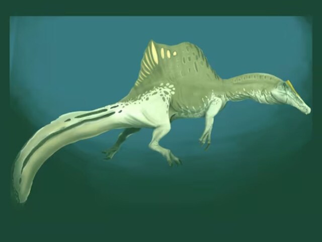 Palaeontologists Discover Unique Underwater Hunting Style Of Sail-back ...