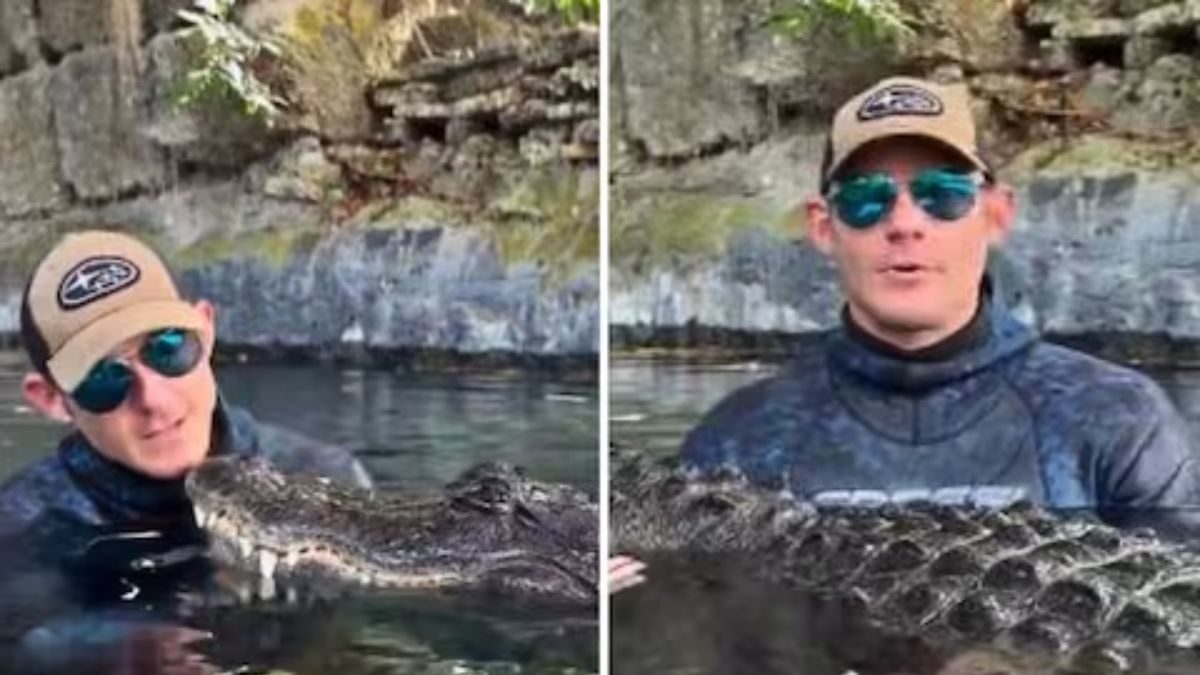 Watch: Man Caresses An Alligator, Explains Why It Won’t Attack Him ...