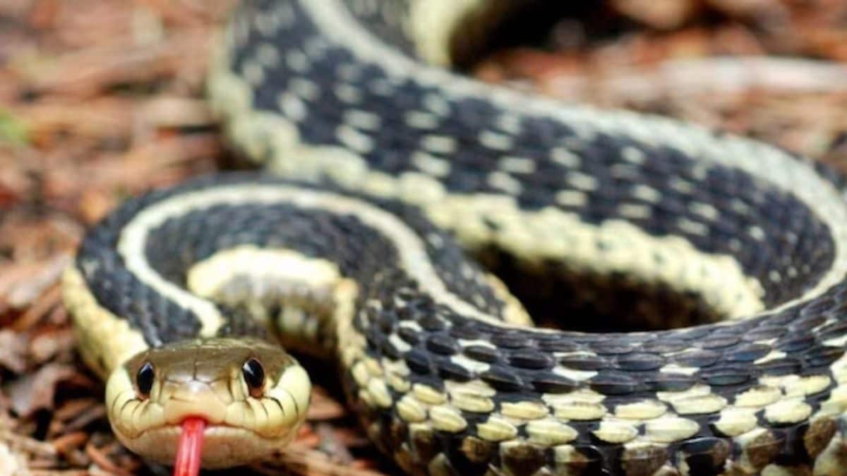 Ammonia Repellent For Snakes | TAFT Independent
