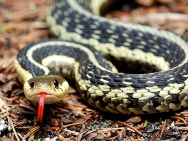 Onion To Ammonia Gas, 3 Substances That Can Help Ward Off Snakes - News18