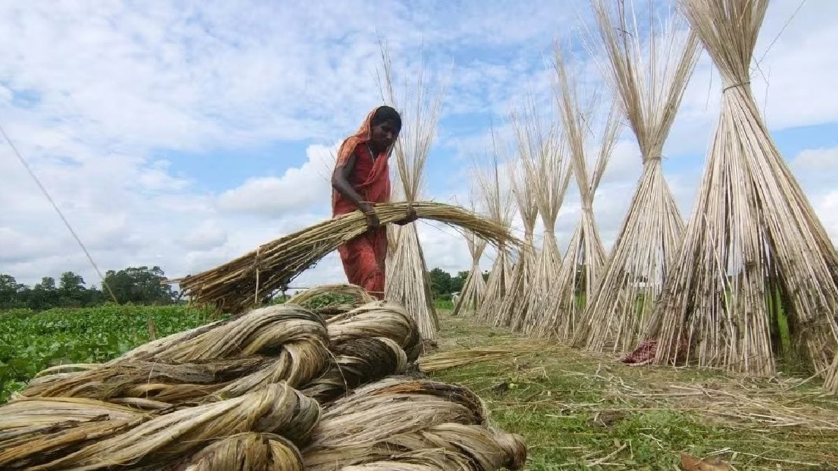 Govt Raises MSP for Raw Jute by Rs 285 to Rs 5,335 Per Quintal for FY25 | Business News - News18