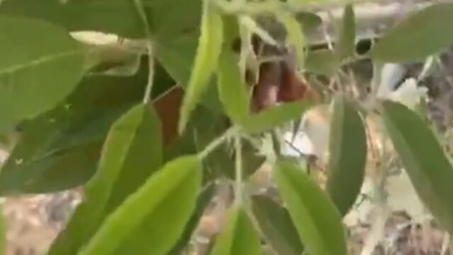 How Nochi Leaves Are Believed To Treat Lung Ailments | Lifestyle News ...