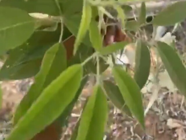 How Nochi Leaves Are Believed To Treat Lung Ailments - News18