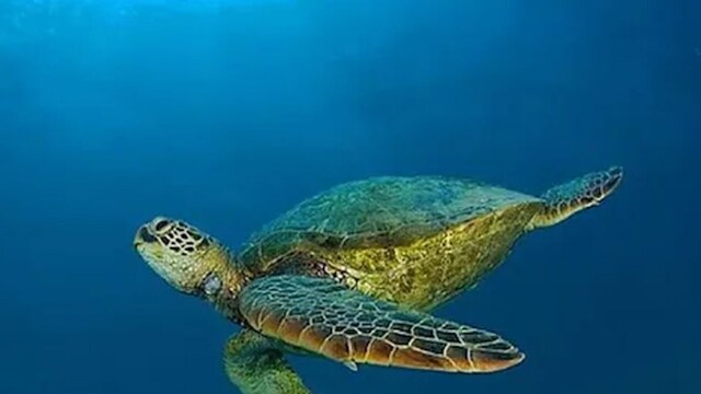 9 Dead, 78 Hospitalised After Consuming Sea Turtle Meat In Zanzibar ...