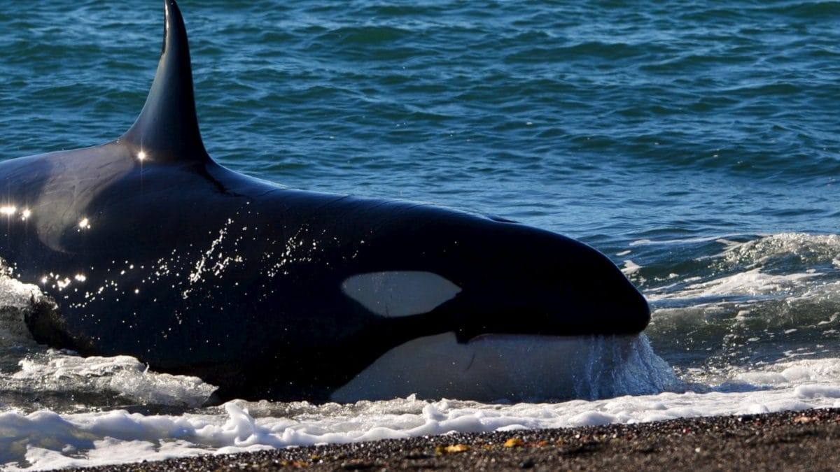 Watch | Lone Orca Rips Apart, Makes Meal of Great White Shark | World ...
