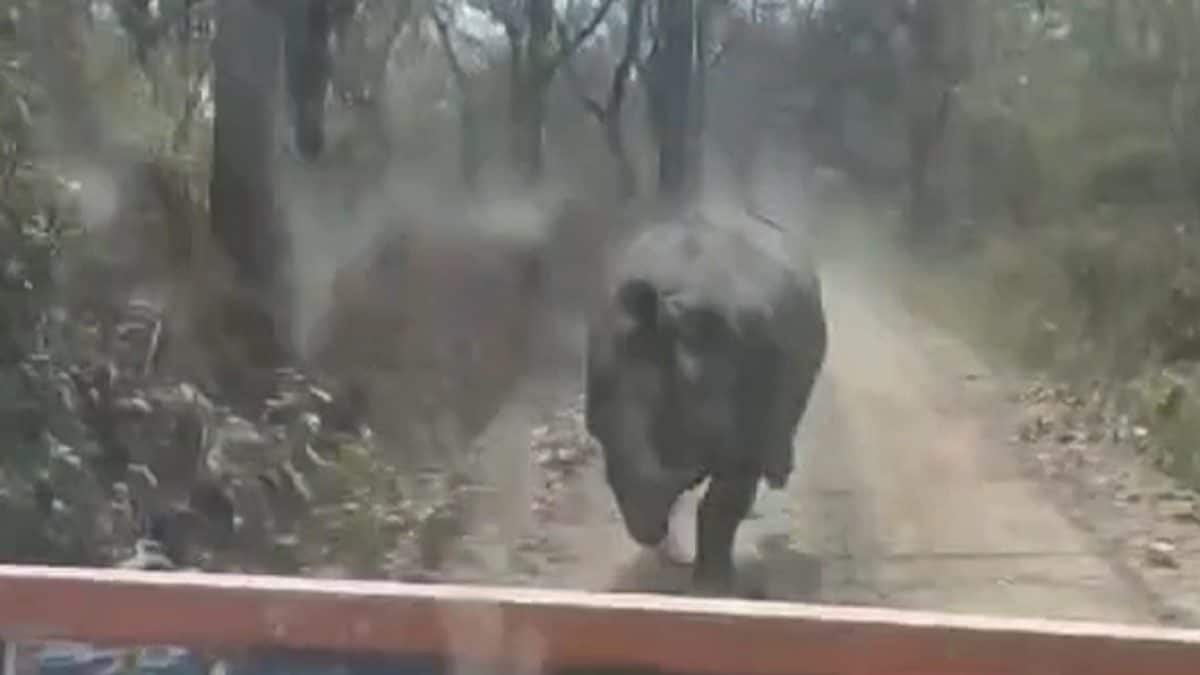 Chilling Video Shows Rhino Chasing Vehicle For Nearly 1.5km in Assam's ...