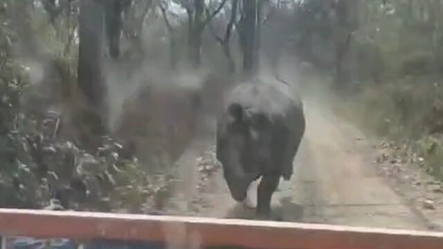 Chilling Video Shows Rhino Chasing Vehicle For Nearly 1.5km in Assam's ...