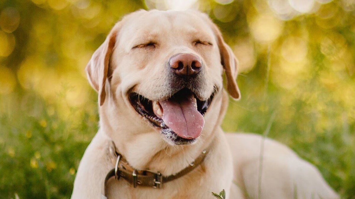 Shocking: DNA Company In Canada Identifies Woman As A Dog | Viral News ...