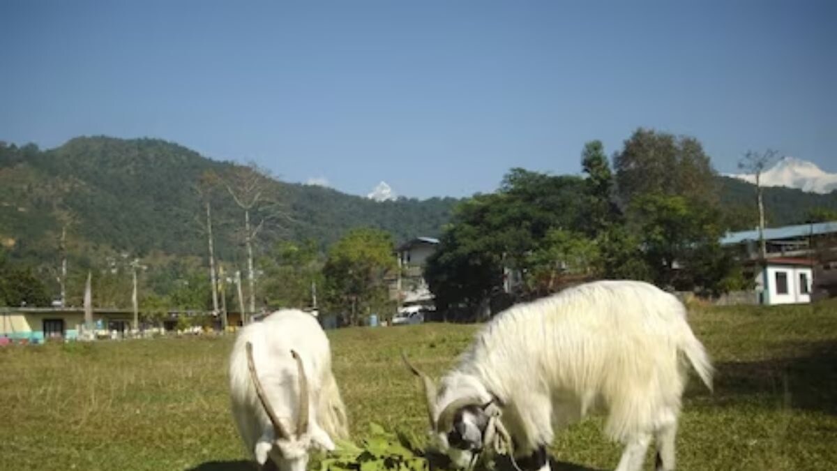 China Clones Tibetan Goats With The Technique It Used For 'Dolly The ...