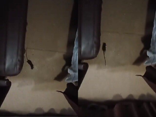 Shocking Video Shows Rat Scurrying In Bhubaneswar-Junagarh Express ...