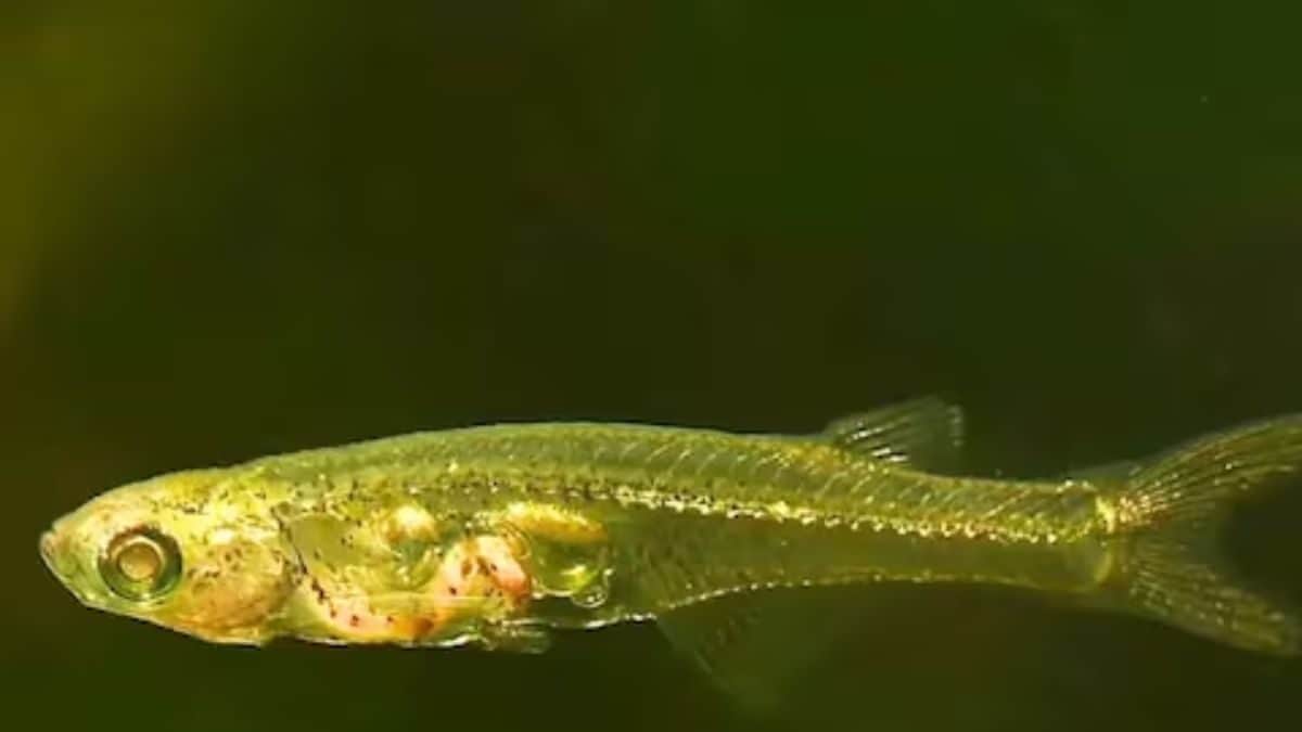 Scientists Find 12-mm-long Fish Produces Sound As Loud As A Gunshot ...