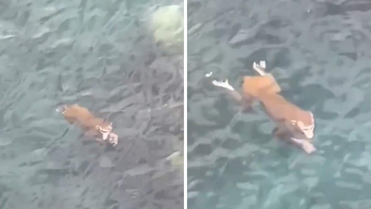 Watch: This Monkey Is A Pro Swimmer And A Total Water Baby | Viral News ...
