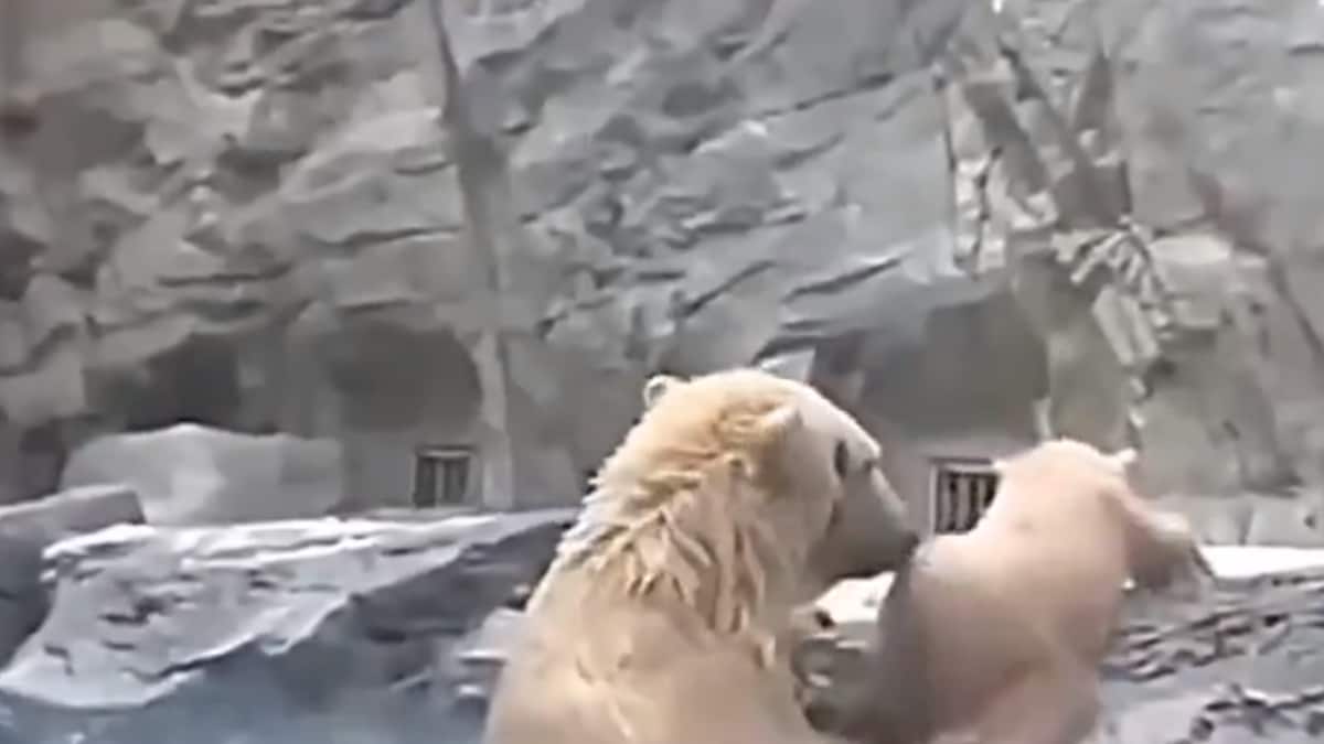 Courageous Mama Bear Saves Cub From Drowning; Video Wins Hearts | Viral ...