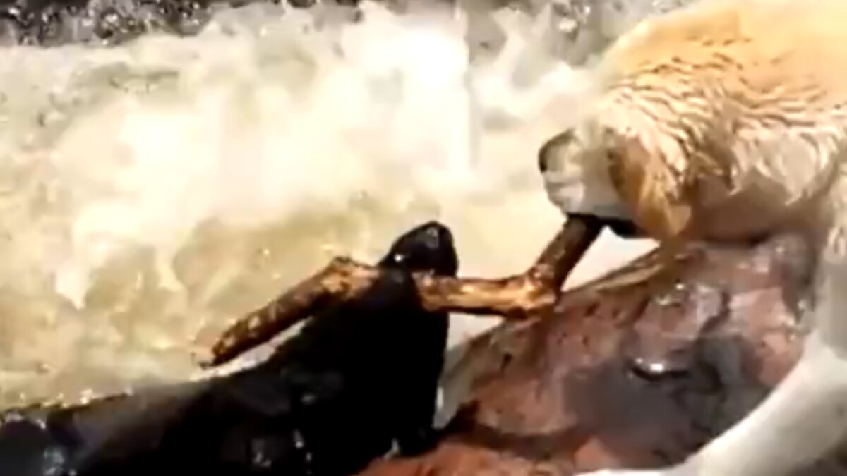 Dog Saves His Furry Friend From Drowning In Spine-Chilling Video ...