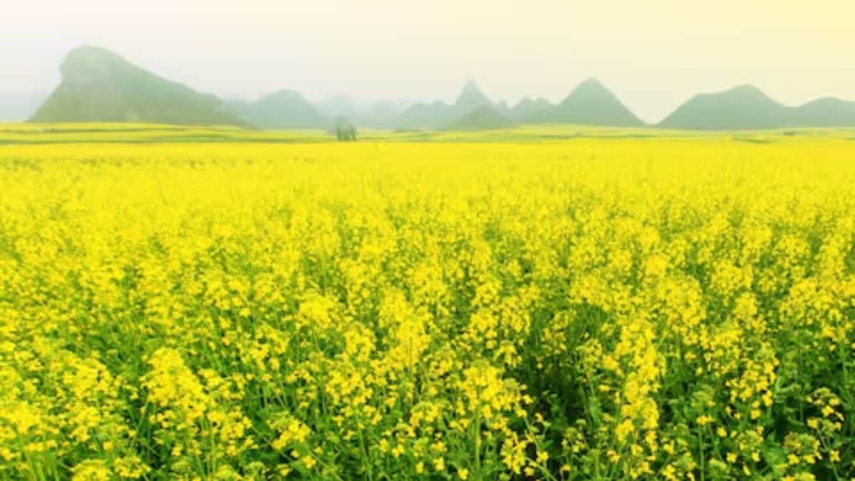 This Small Country Is The World’s Leading Producer Of Mustard Oil - News18