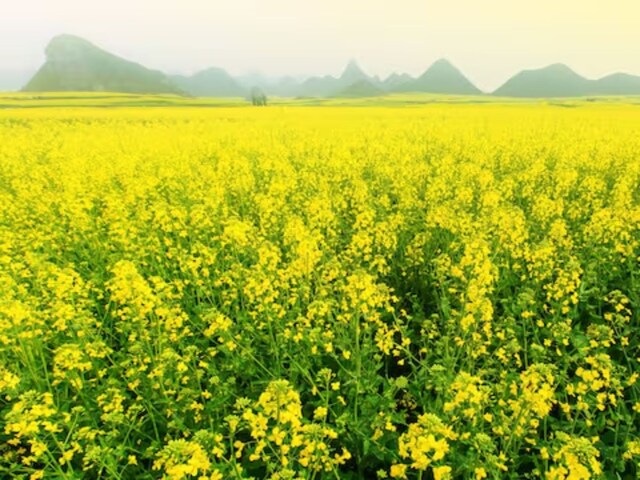 This Small Country Is The World’s Leading Producer Of Mustard Oil - News18