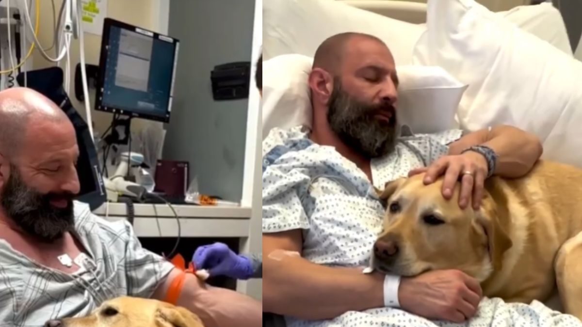 Watch: Service Dog Goes Above And Beyond To Comfort His Human In ...