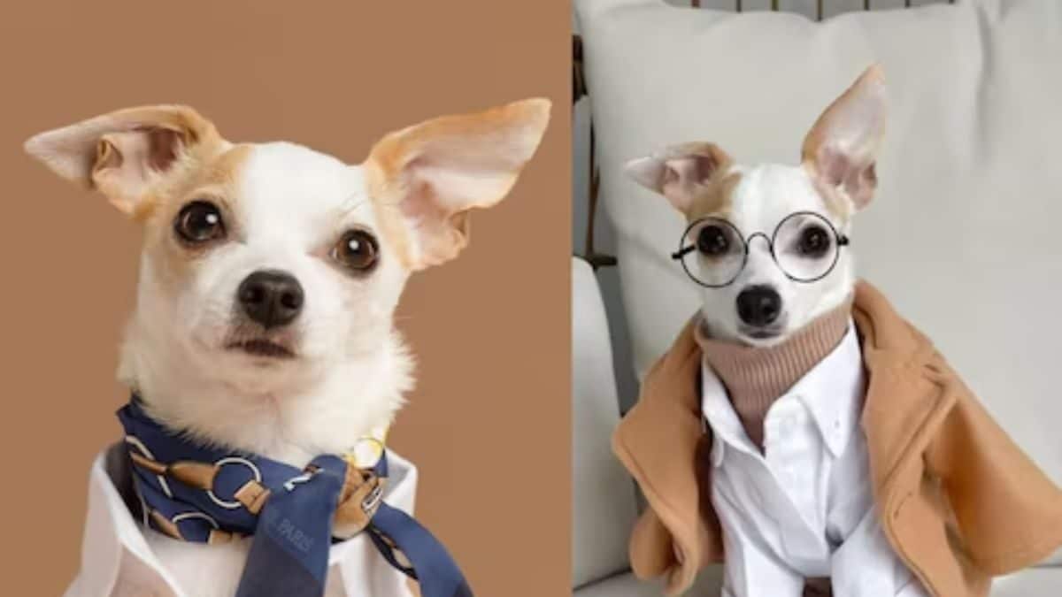 This Canadian 'Influencer Dog' Has Wardrobe Worth Rs 2 Lakh And Travels ...