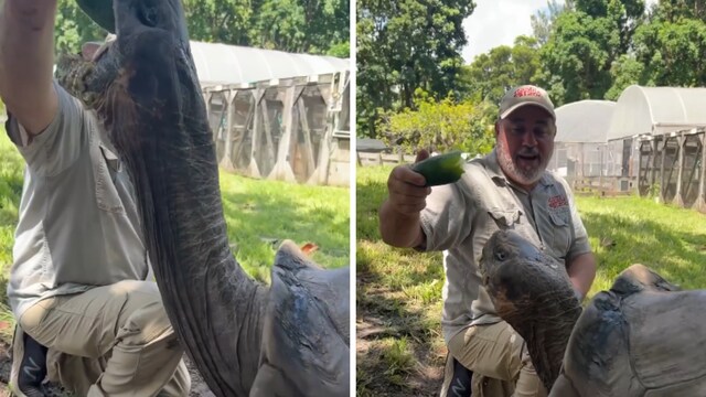 Meet Adolf, The 106-Year-Old Tortoise Who Loves To Eat Cucumber - News18
