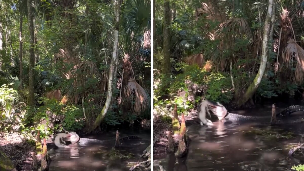 Alligator Attempts To Devour Smaller Rival In Jaw-Dropping Video ...