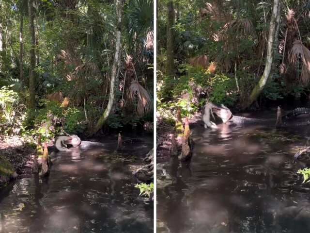 Alligator Attempts To Devour Smaller Rival In Jaw-Dropping Video - News18