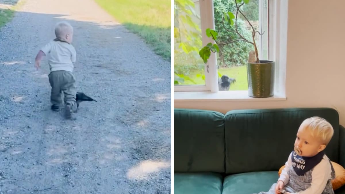 2-Year-Old Is Best Friends With A Crow And We Can't Stop Adoring Their ...