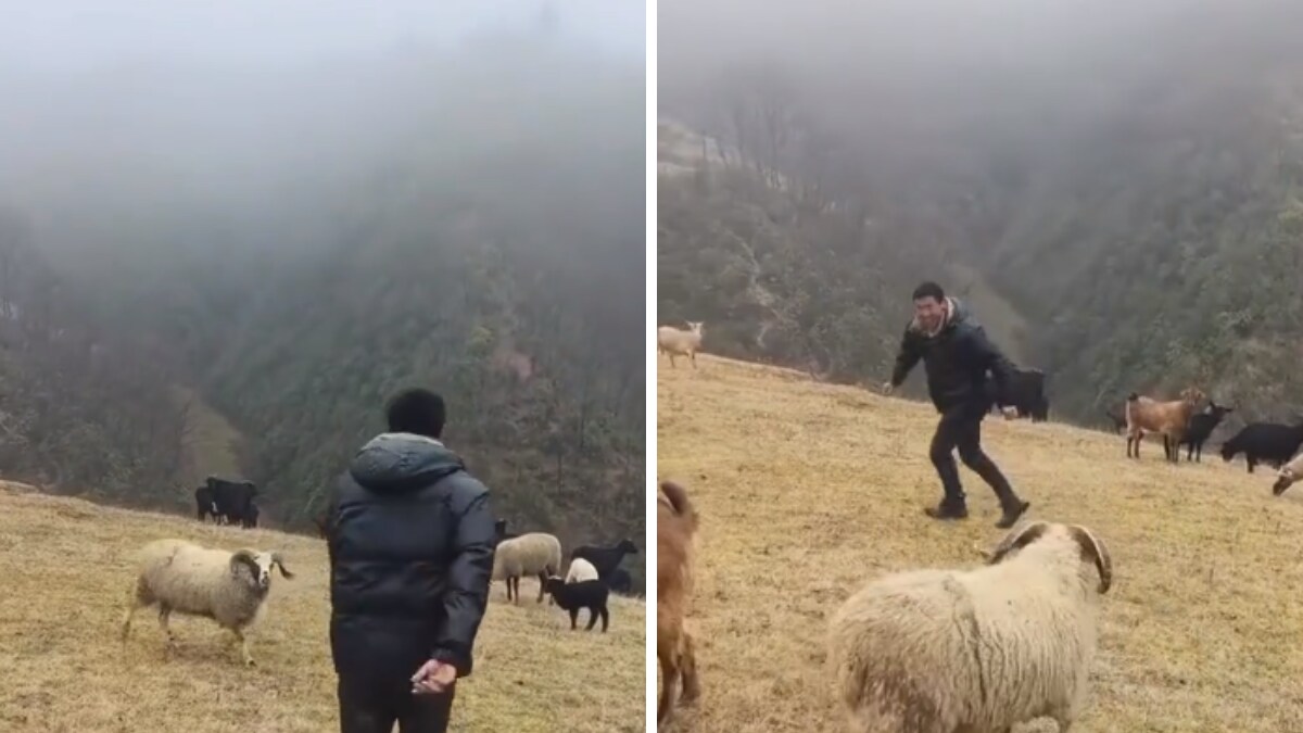 You Don't See Will Smith Jumping Over Sheep Everyday, This Video Might ...