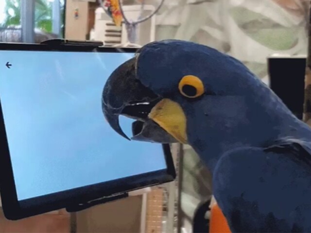 Can Parrots Play Games On Tablet? This Study Claims So - News18