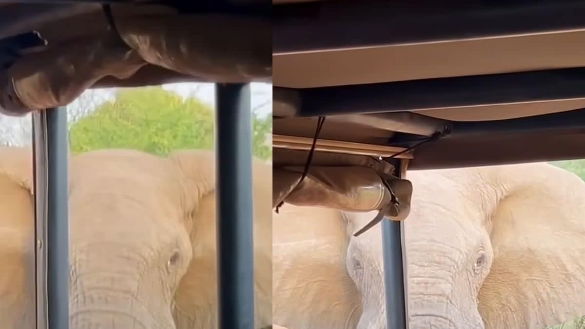 Elephant Picks Up And Throws Truck Full Of Tourists In This Spine