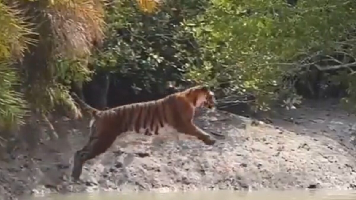 This 'Once In A Lifetime Shot' Of Tiger’s Majestic Leap Will Make Your ...