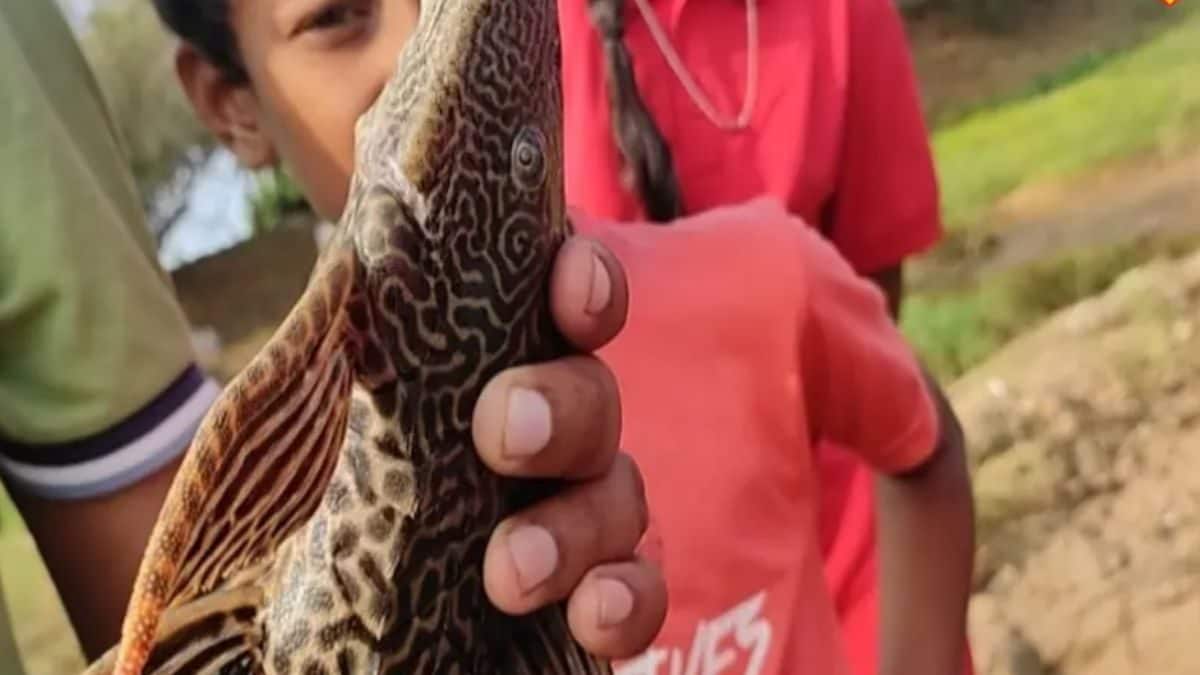 In Tamil Nadu, Fish Species Found In South America Spotted In ...