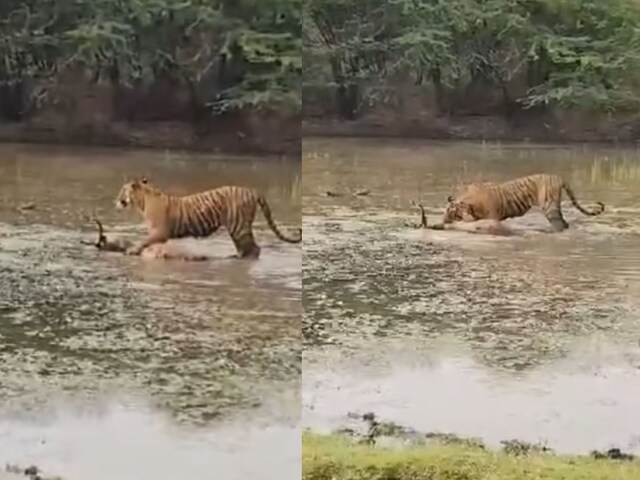 In Rare Video From Ranthambore, Tiger Spotted Dragging Its Fresh Kill ...