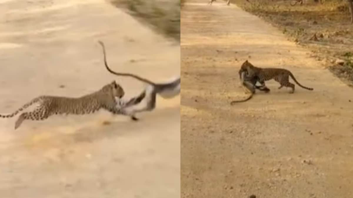 Leopard Hunting Monkey At Sariska Tiger Reserve Is Proof Of ‘Raw Power ...