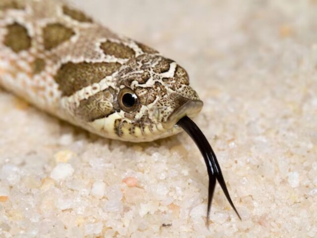 What To Do When A Snake Enters Your Room - News18