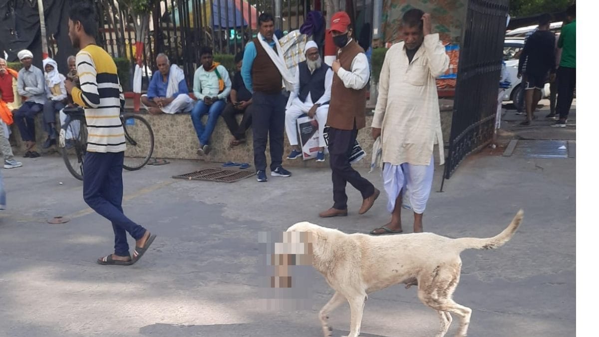 Stray Dog Carrying Severed Hand Causes Panic in Lucknow Hospital ...