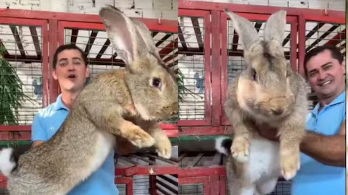 Video Of World’s Largest Breed Of Domestic Rabbits Leaves Internet In ...