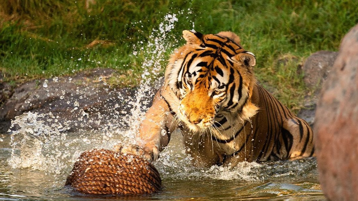 Keep Up With the Majestic & Adorable Animals of Vantara on Instagram ...