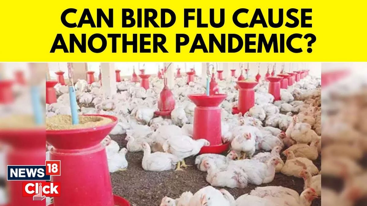 Can Bird Flu Cause The Next Pandemic? Here’s What Doctors Say Amid Rise ...