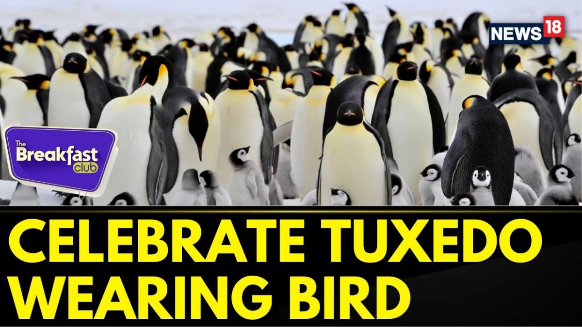 The Breakfast Club | World Penguin Day: Celebrating The Adorable Tuxedo ...