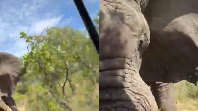 80-year-old American Woman Dies After Elephant Attacks Safari Vehicle ...
