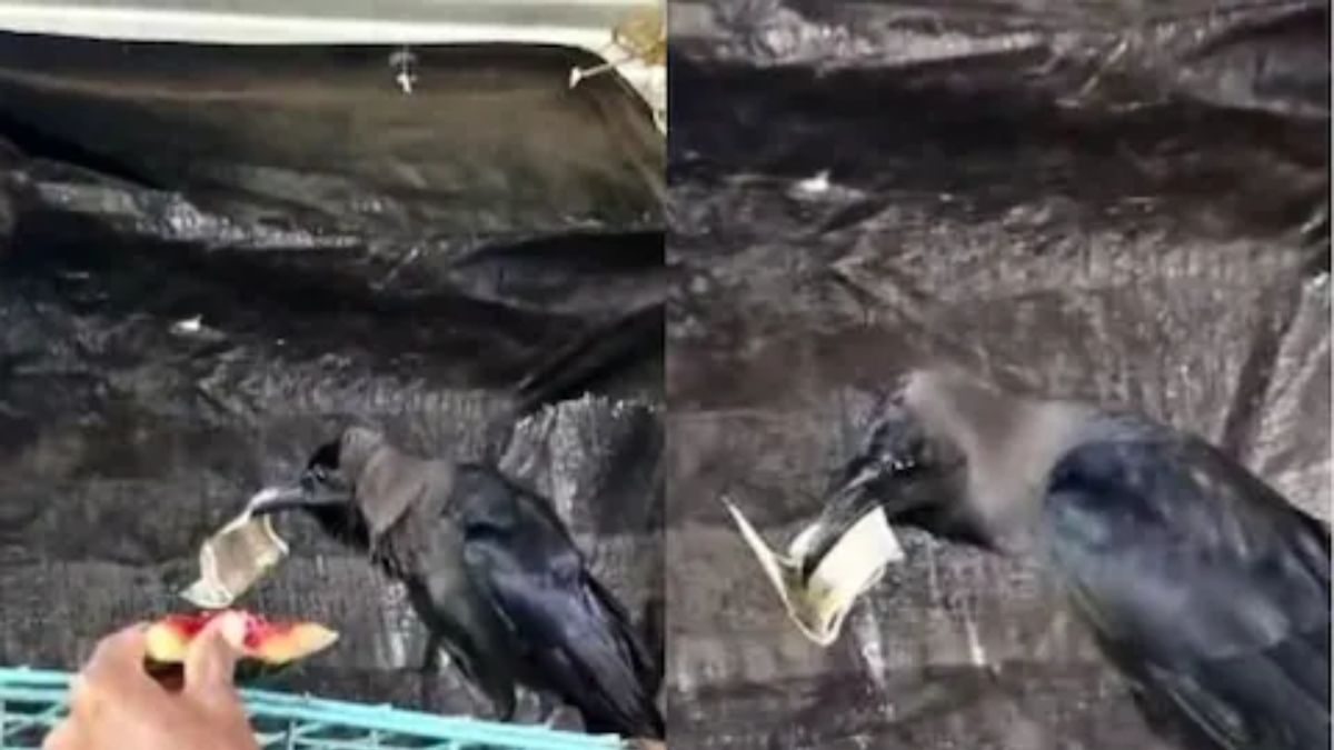 Watch: Crow Takes 'Bribe' To Return Rs 500 Note | Viral News - News18