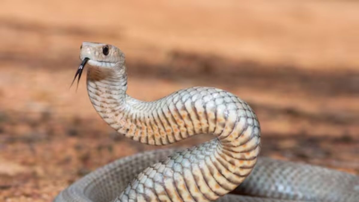 This Is Why New Zealand Is A Snake-free Country - News18