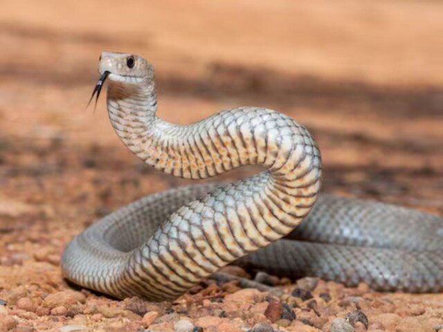 This Is Why New Zealand Is A Snake-free Country - News18